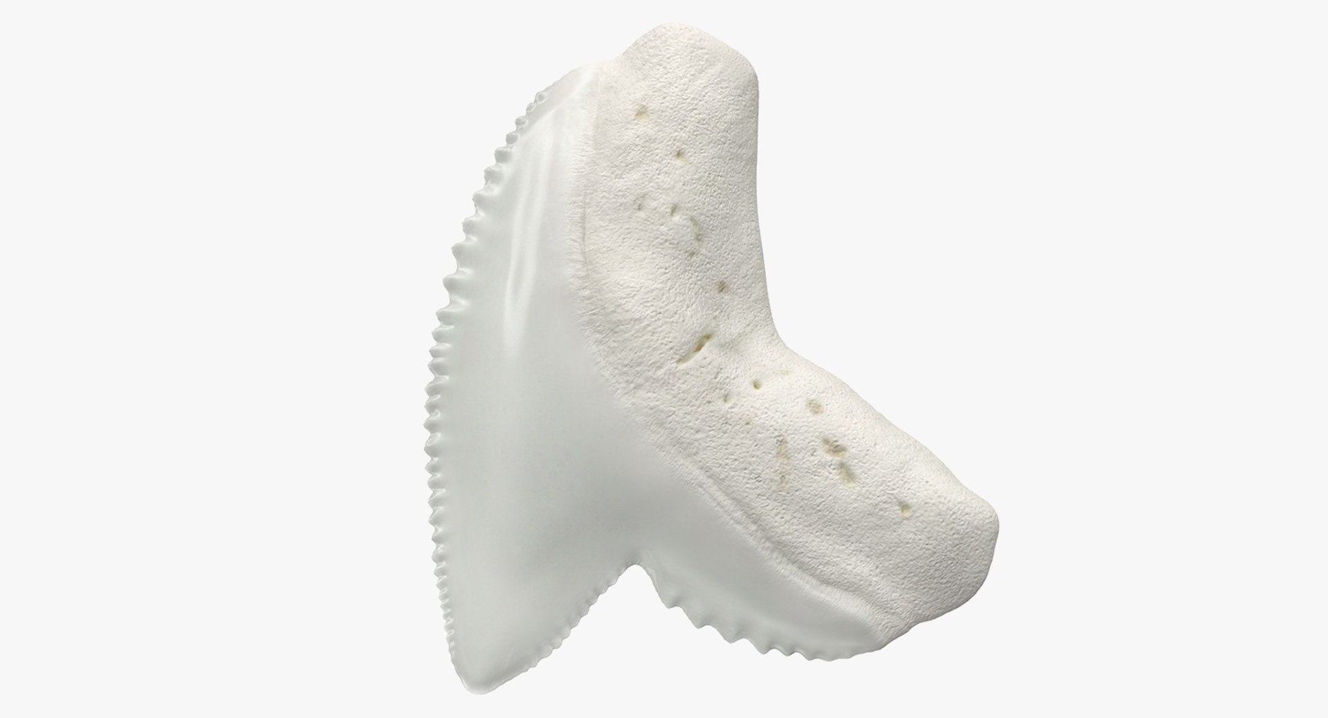 Shark teeth model - TurboSquid 1418882