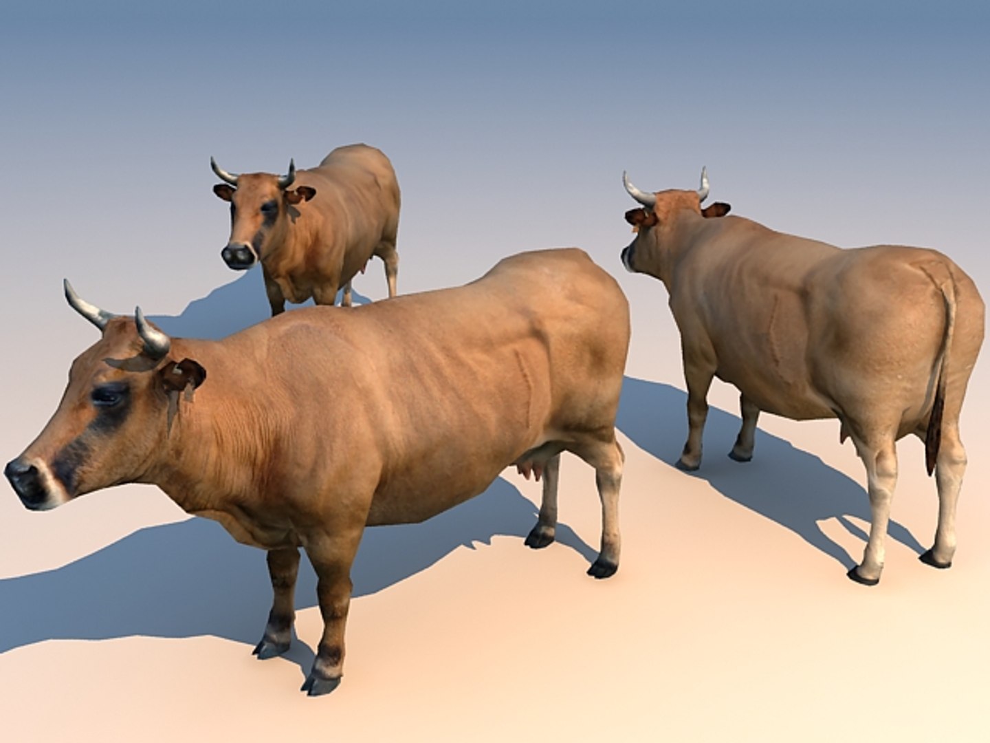 Cow 01 3d Model