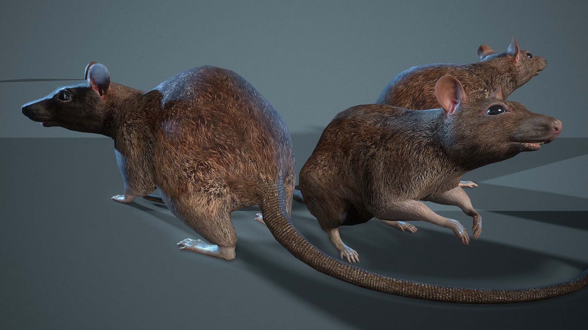 3D Model Rat 12-animations Game Ready Props Low-poly 3D Model ...