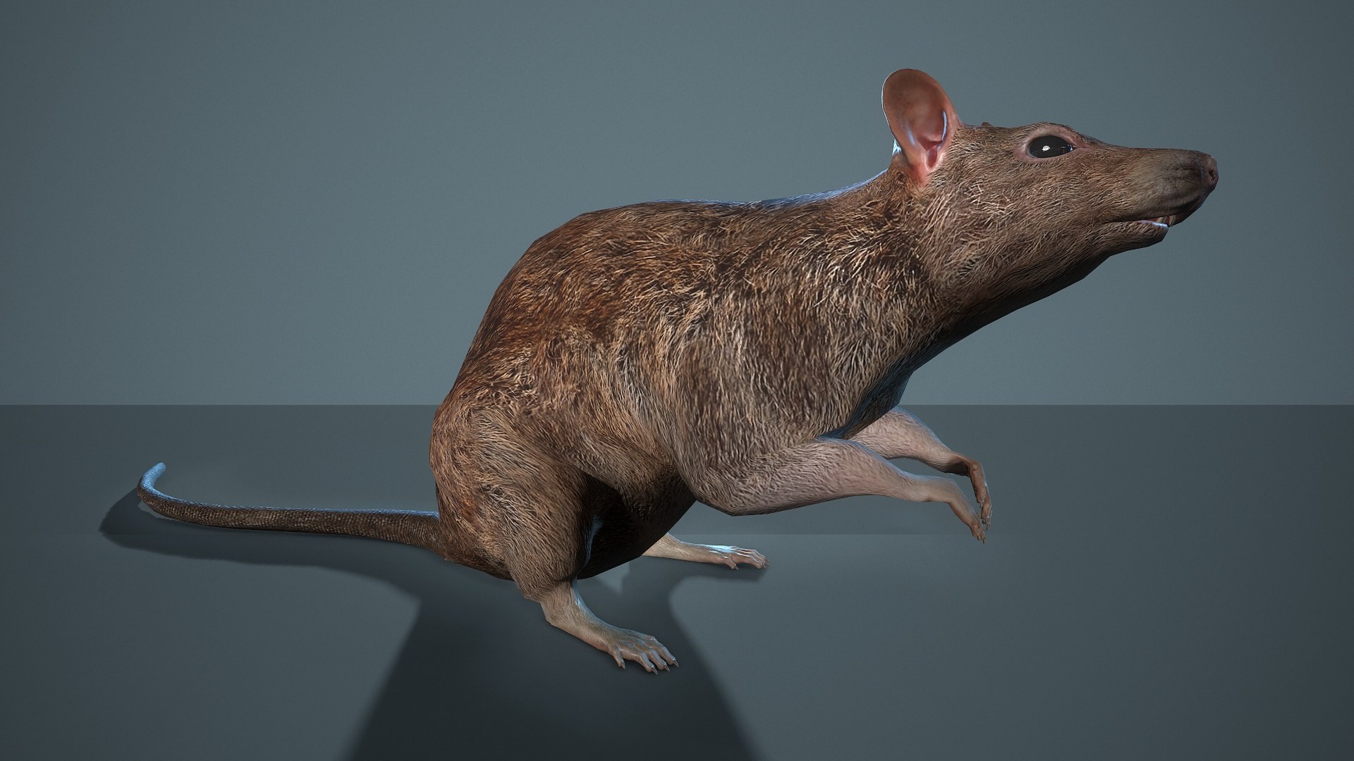 3D Model Rat 12-animations Game Ready Props Low-poly 3D Model ...