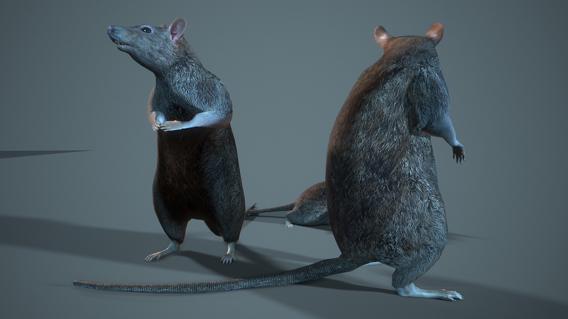3D Model Rat 12-animations Game Ready Props Low-poly 3D Model ...