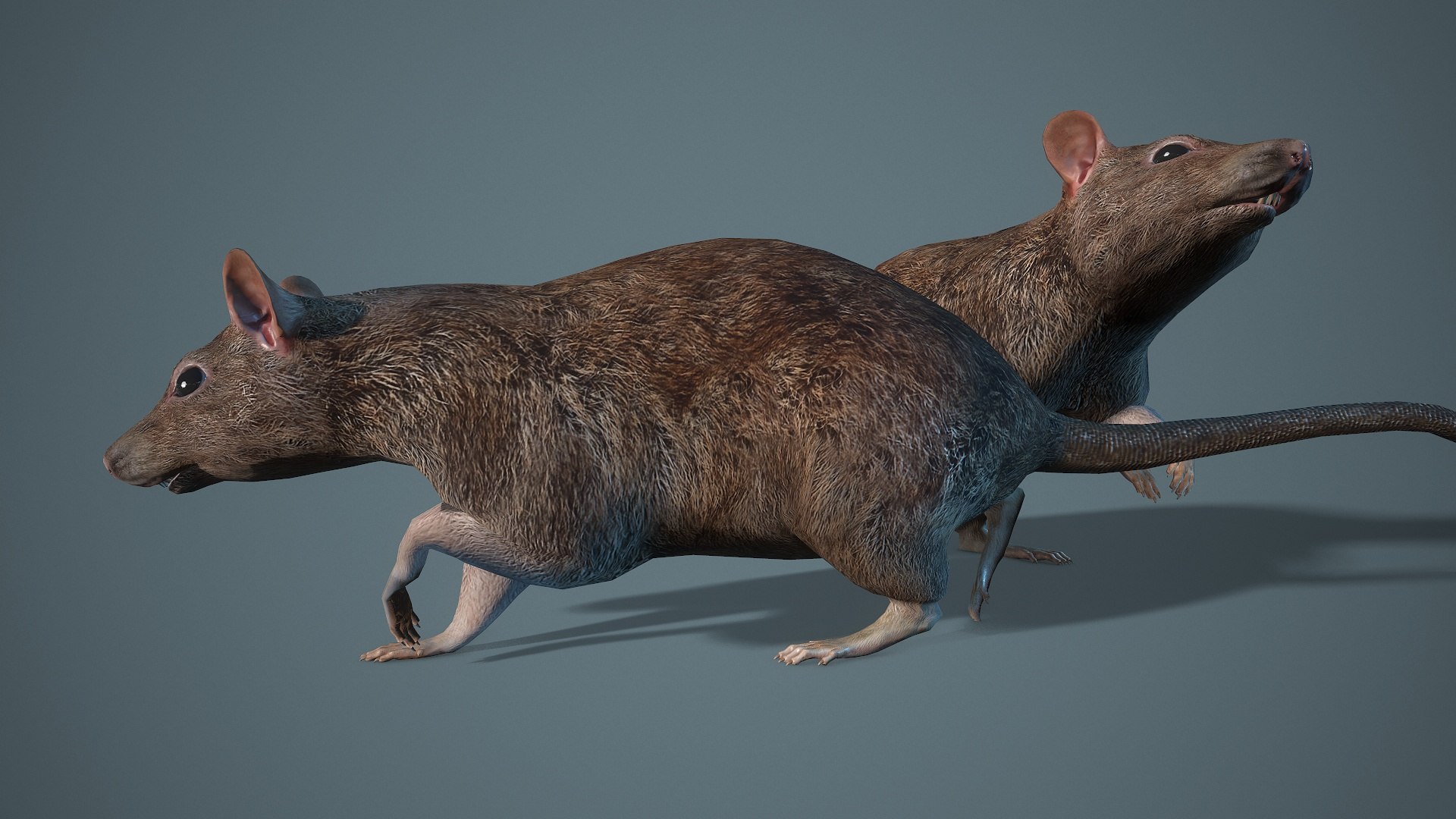3D Model Rat 12-animations Game Ready Props Low-poly 3D Model ...