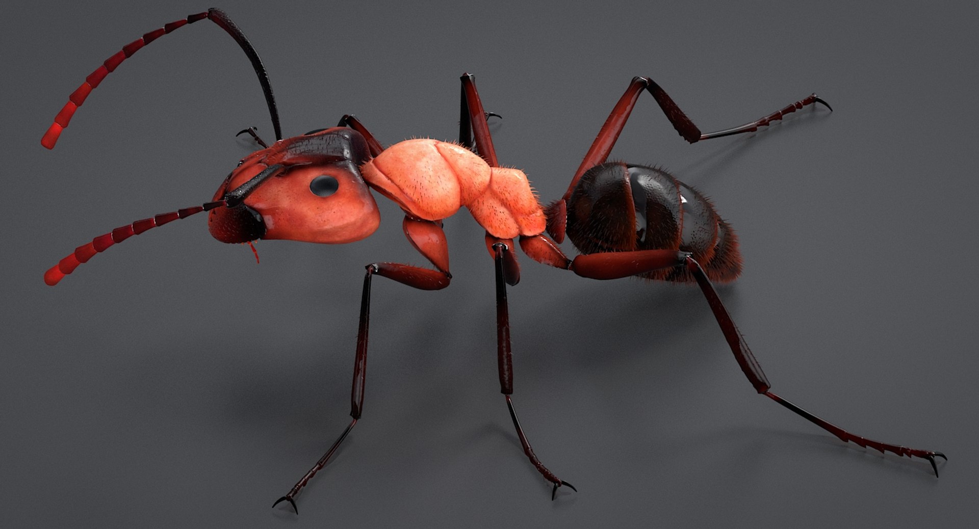 3D realistic ant real - TurboSquid 1339956
