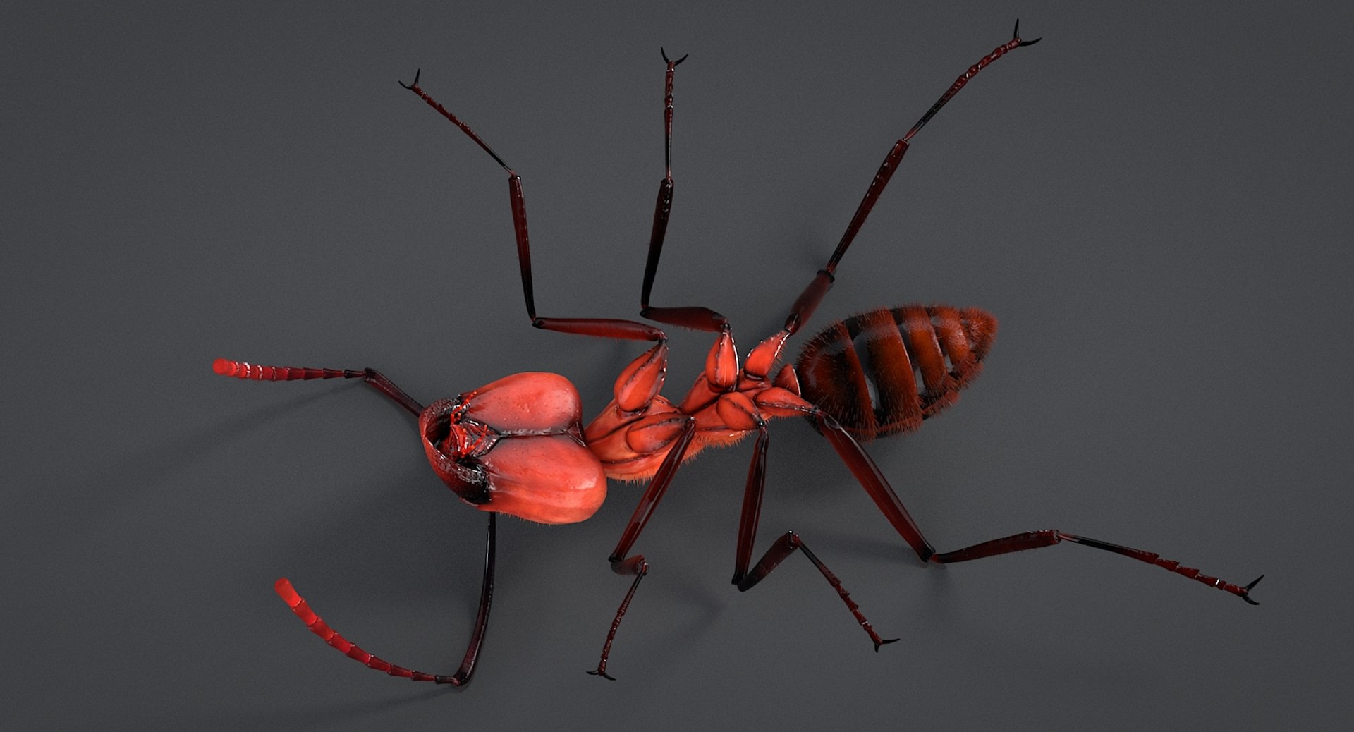 3D realistic ant real - TurboSquid 1339956