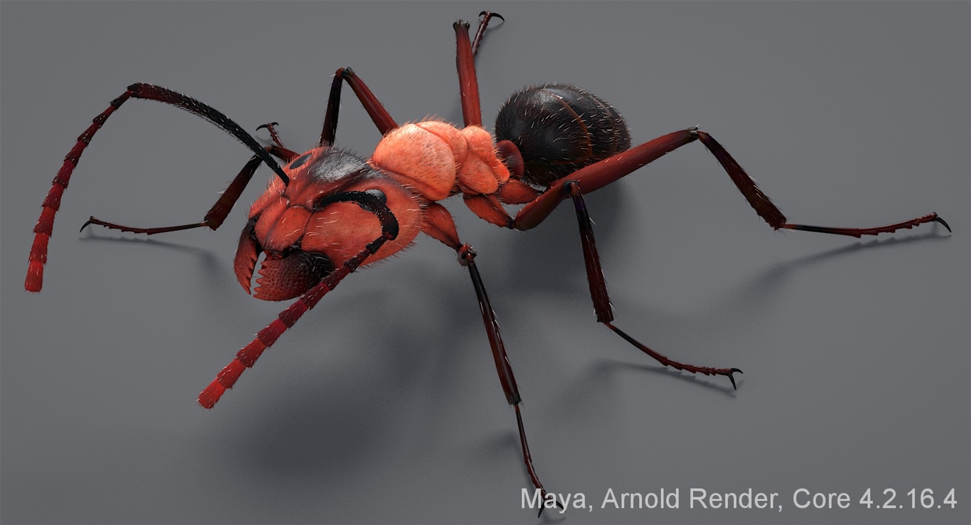 3D realistic ant real - TurboSquid 1339956