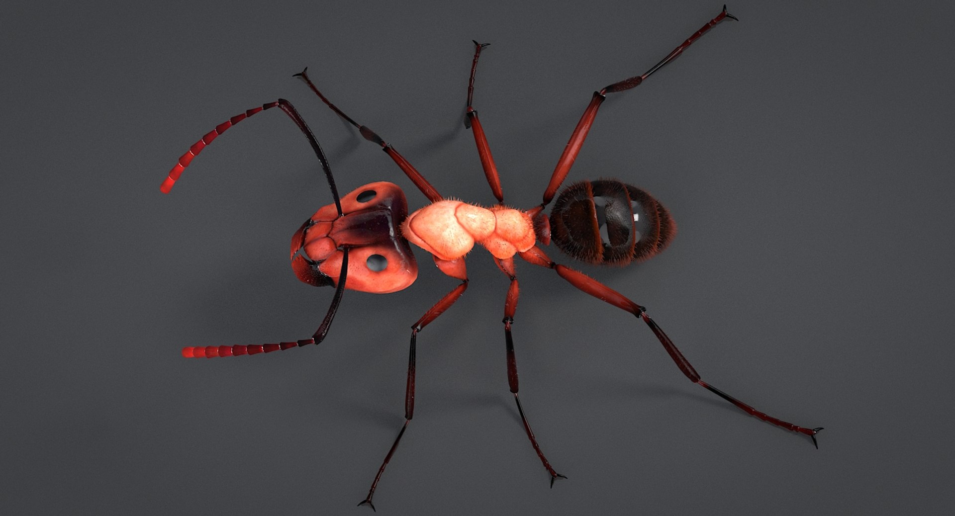 3D realistic ant real - TurboSquid 1339956