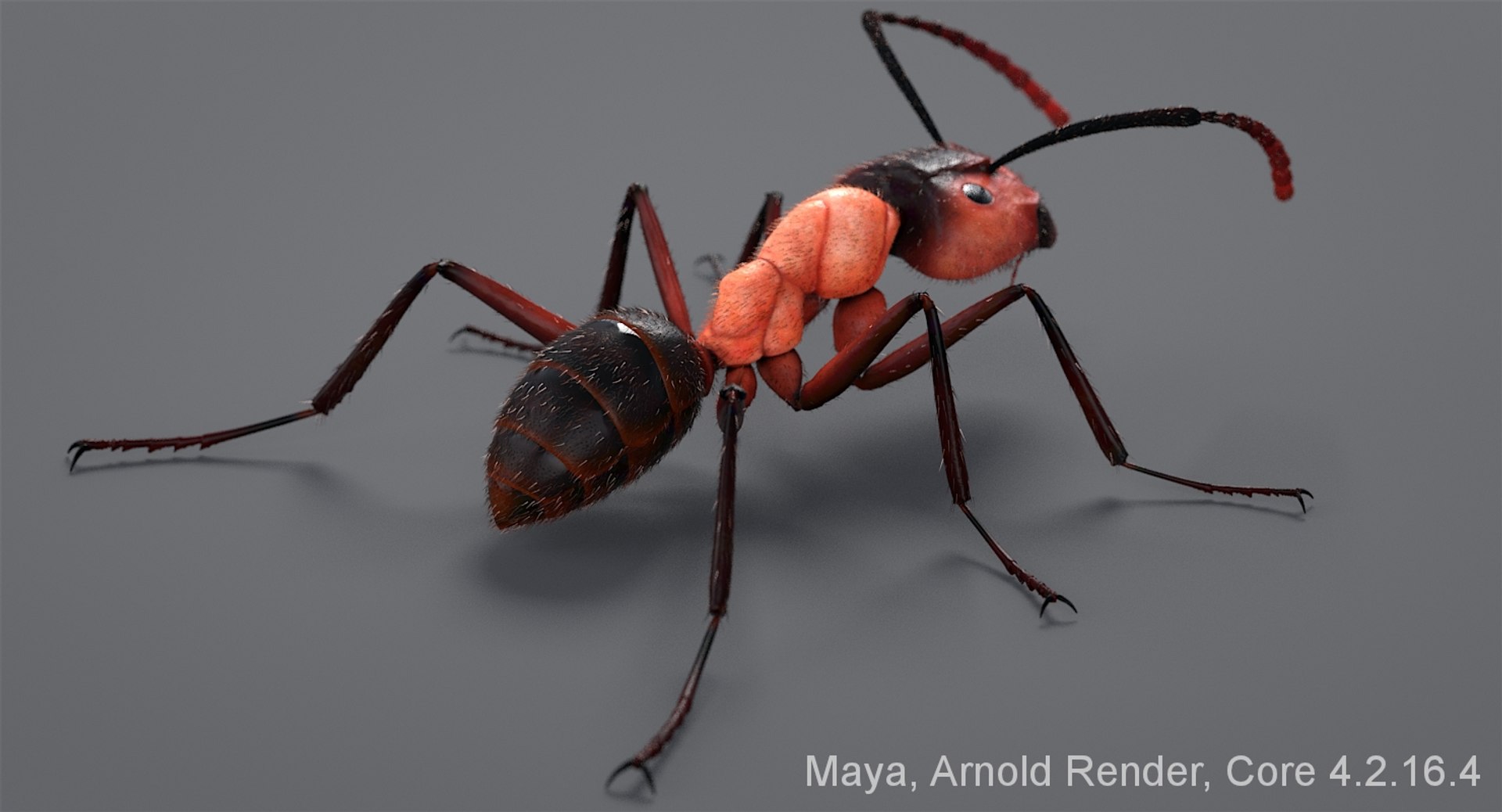 3D realistic ant real - TurboSquid 1339956