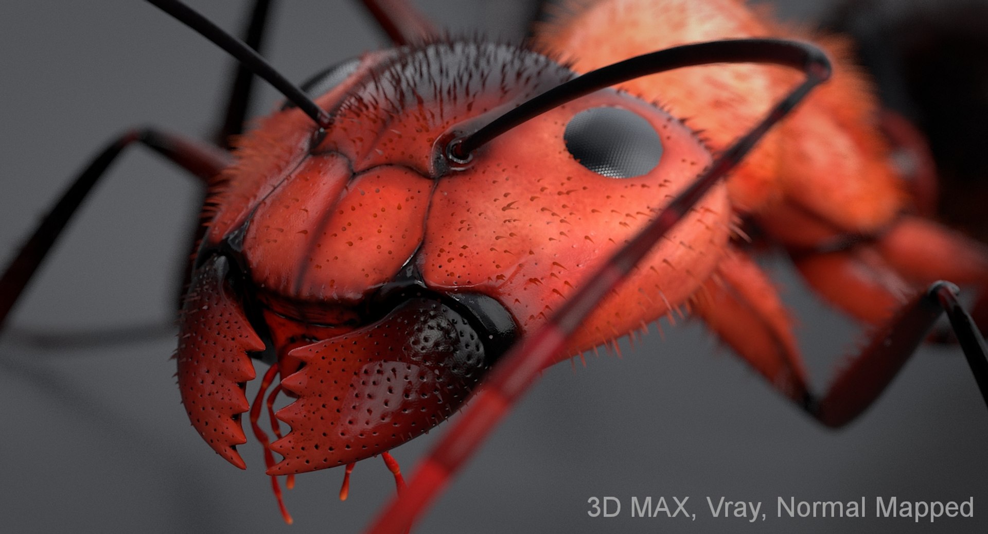 3D realistic ant real - TurboSquid 1339956