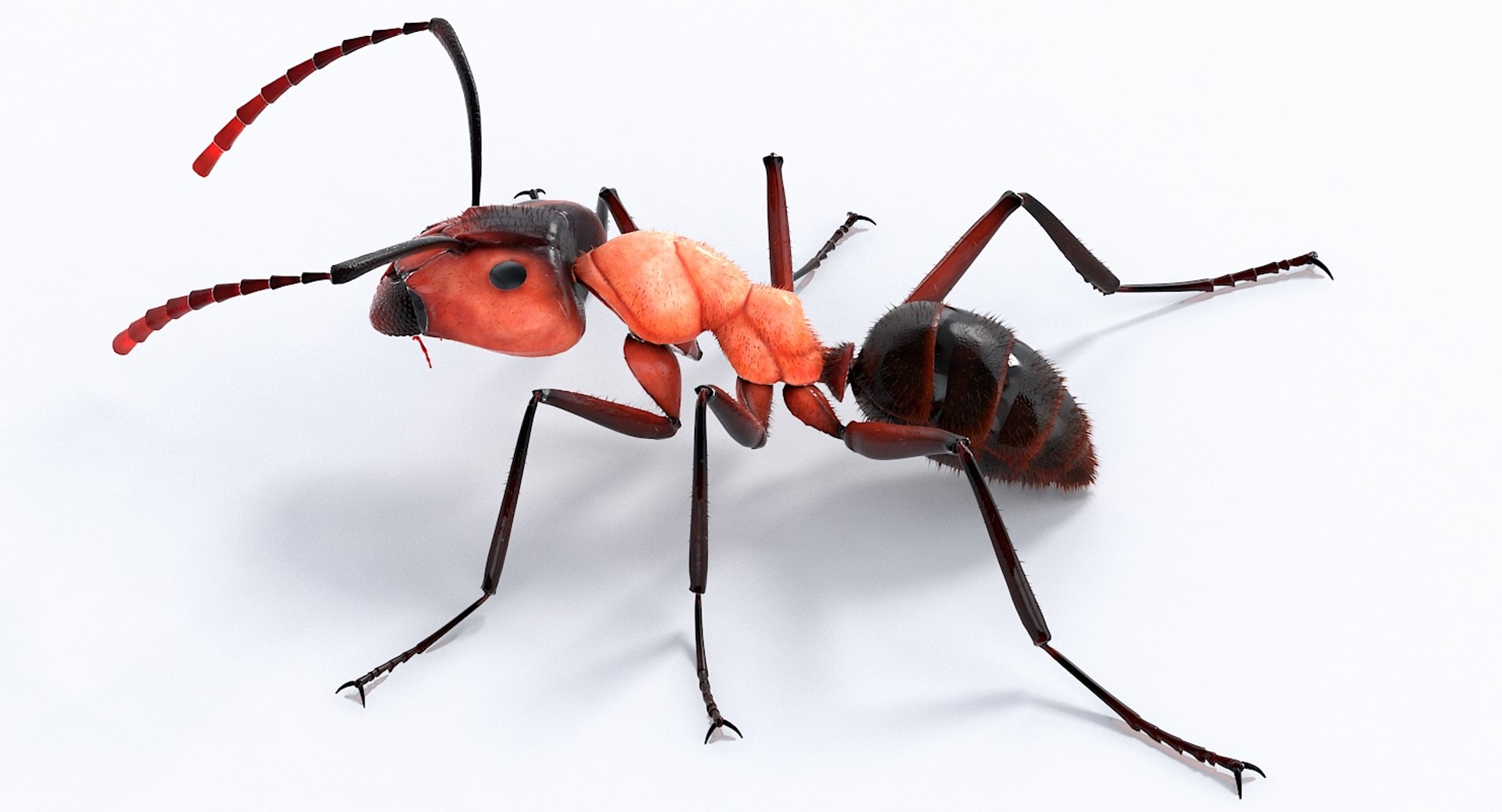 3D realistic ant real - TurboSquid 1339956