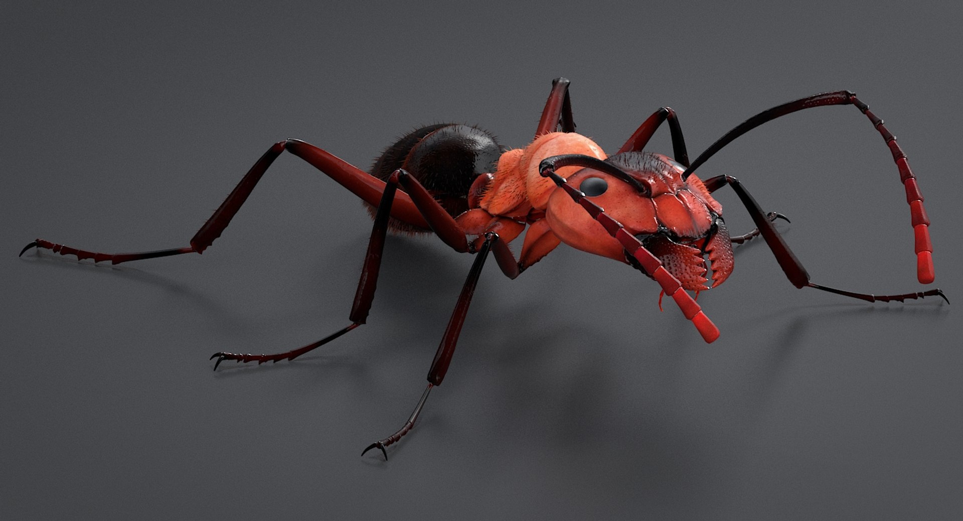 3D realistic ant real - TurboSquid 1339956