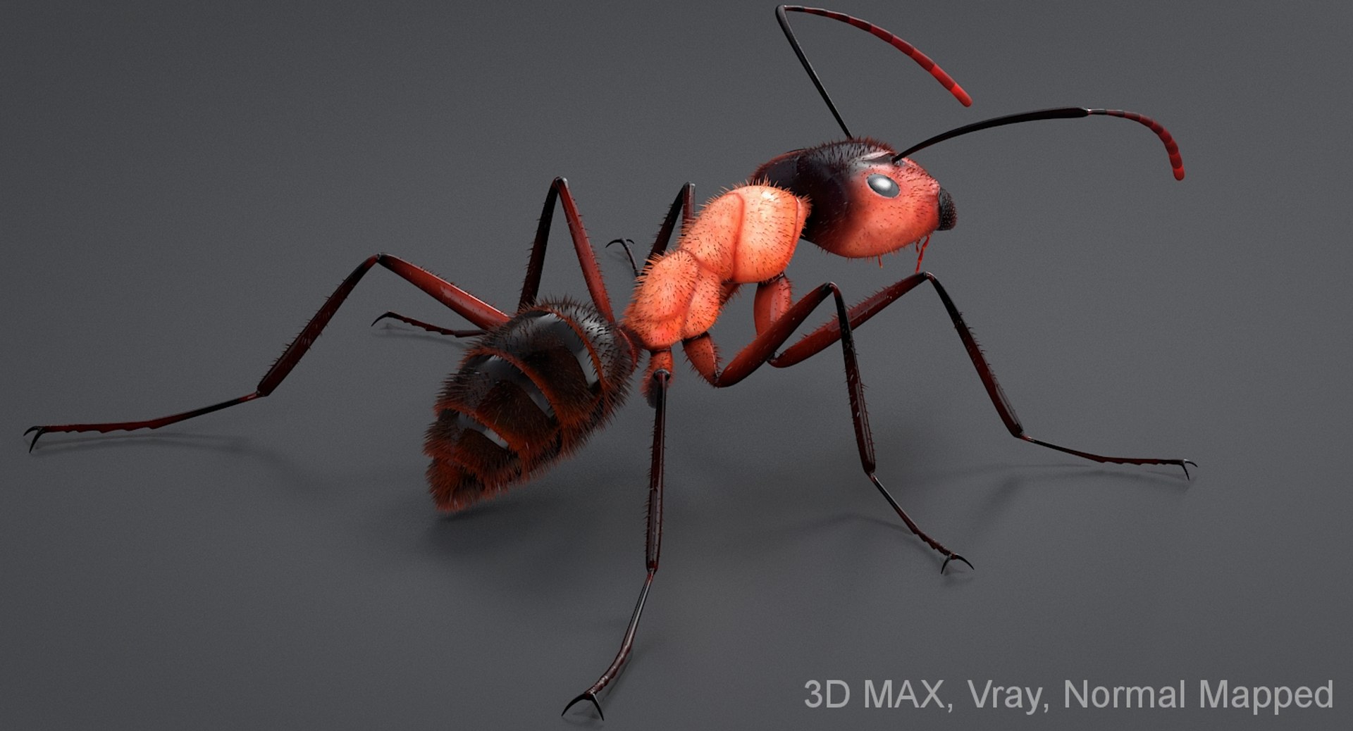 3D realistic ant real - TurboSquid 1339956