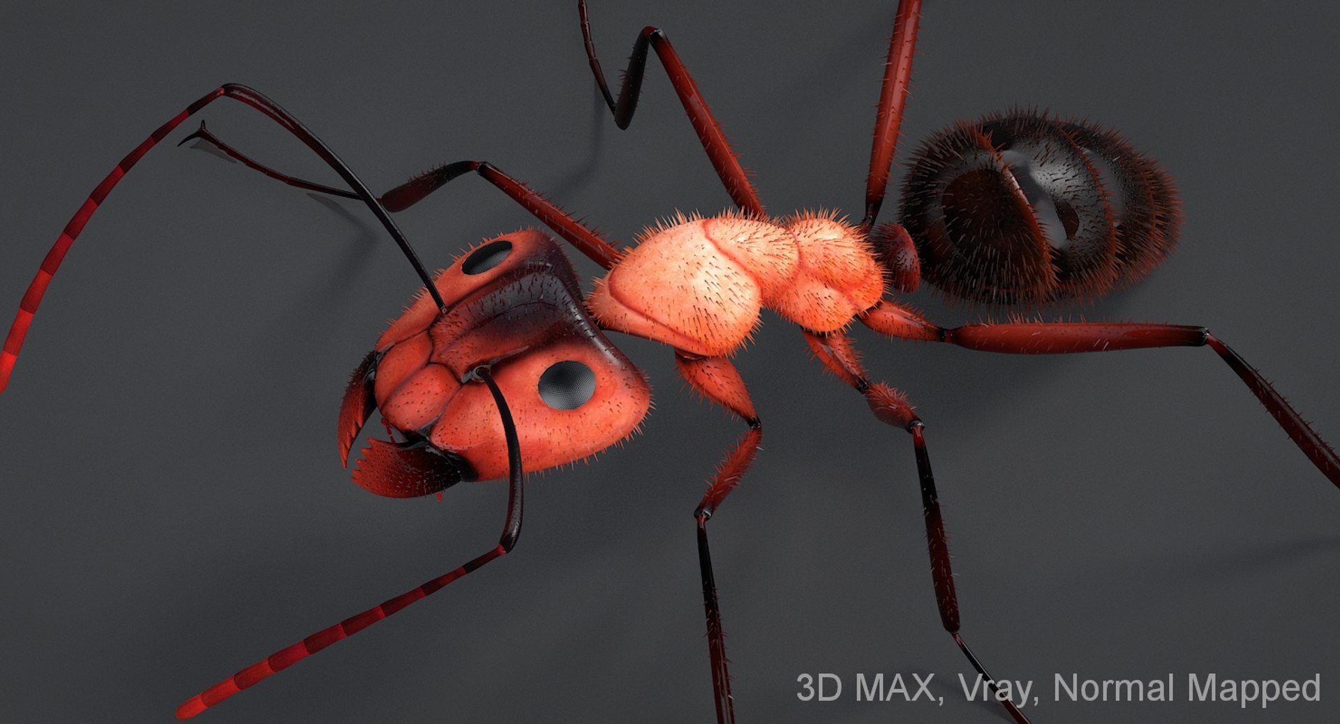 3D realistic ant real - TurboSquid 1339956