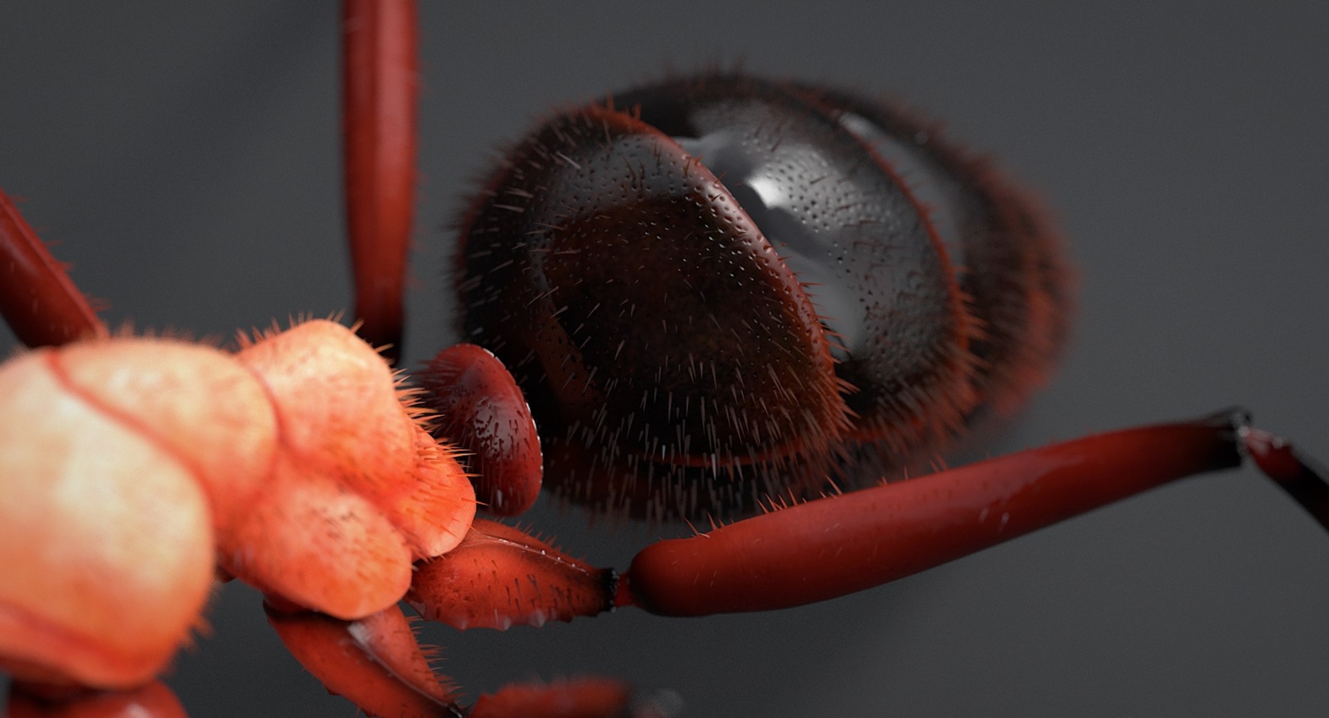 3D Realistic Ant Real - TurboSquid 1339956