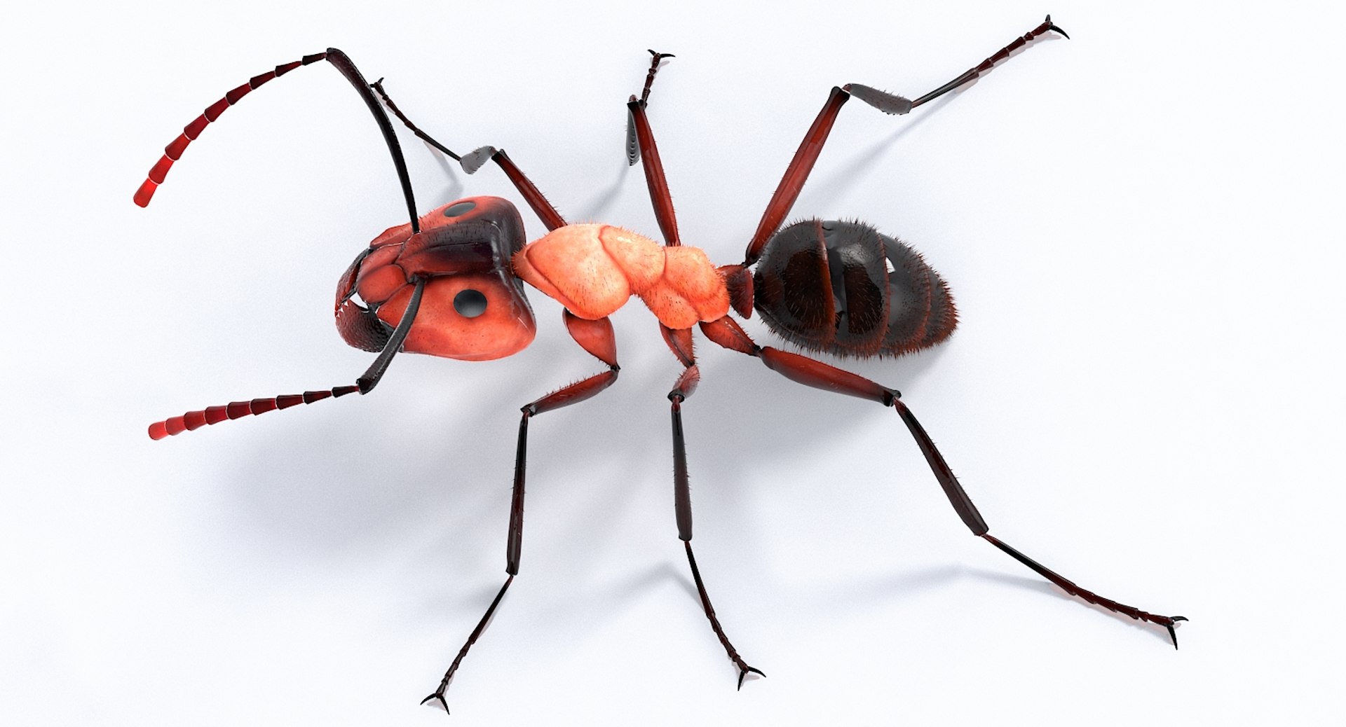 3D realistic ant real - TurboSquid 1339956