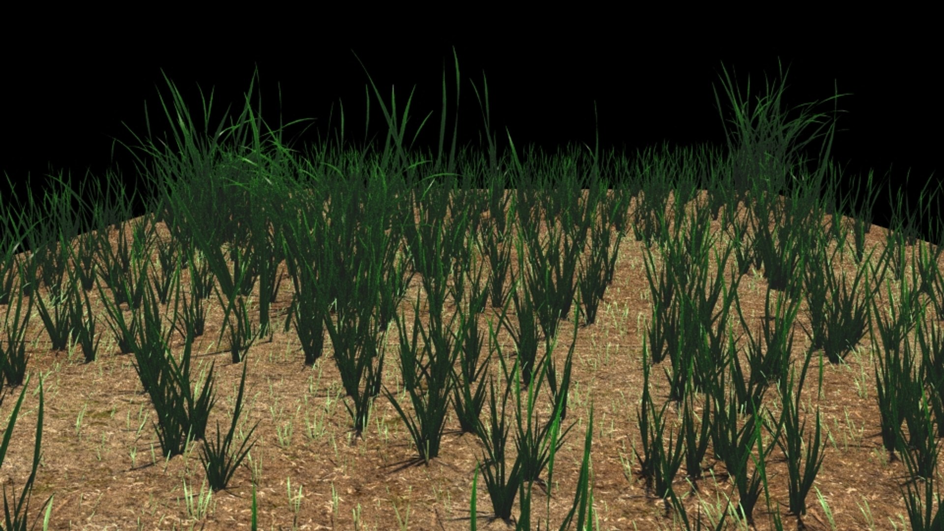 Grass 3d Model