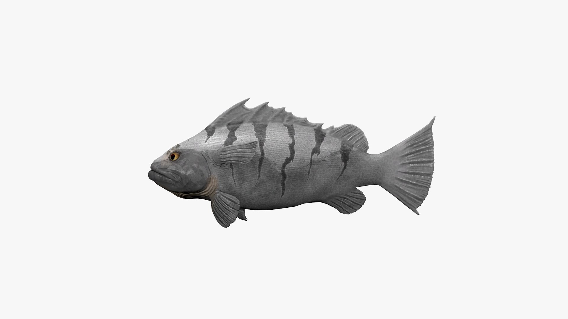 Cod Fish 3D Model - TurboSquid 2369842