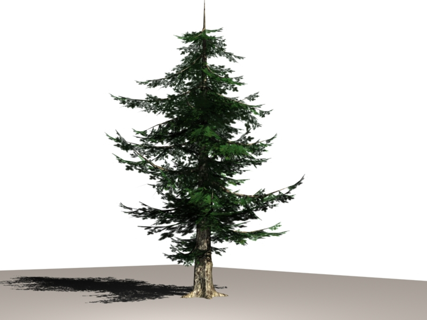 fir tree max