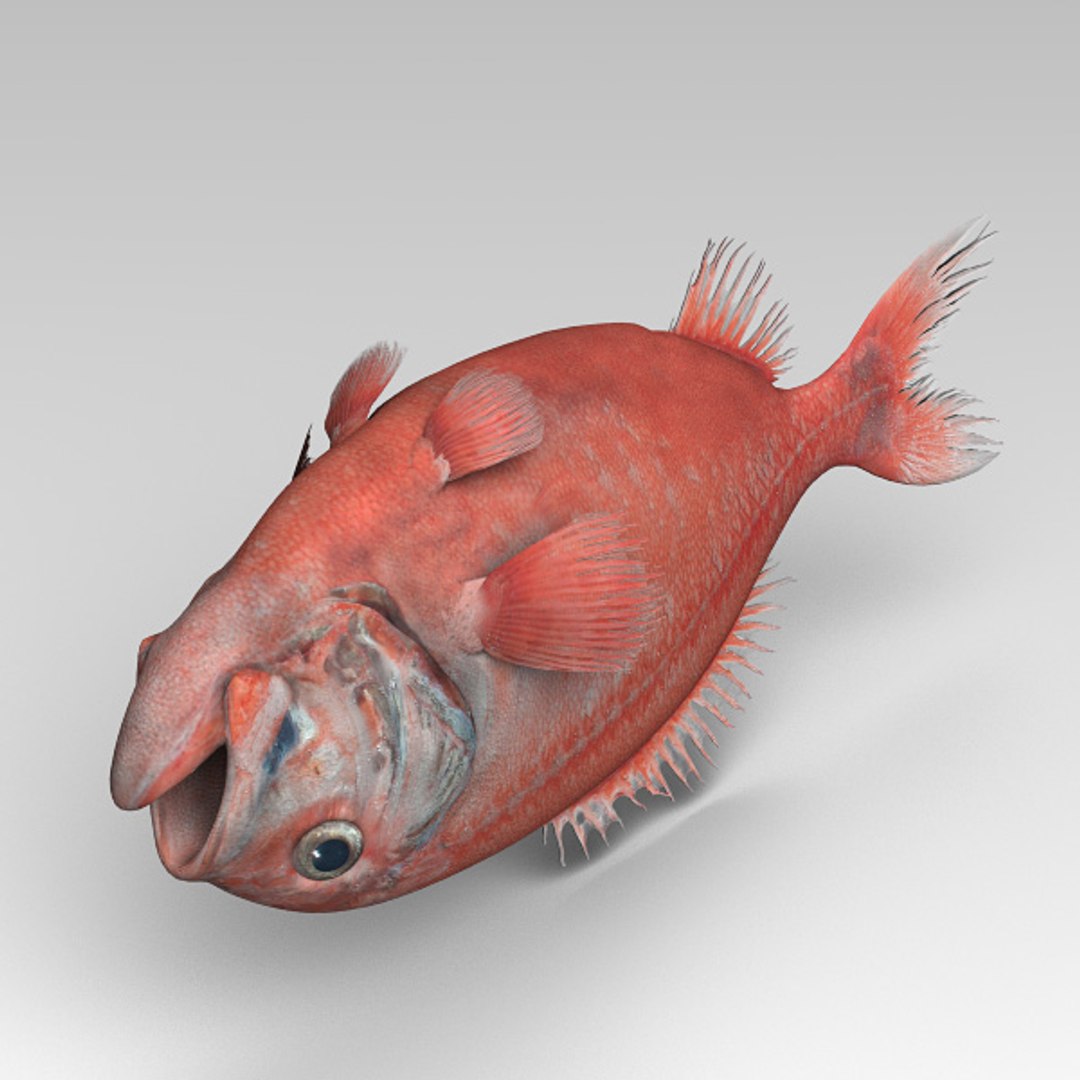 3d model of orange roughy