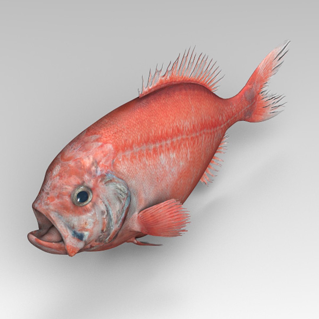 3d model of orange roughy