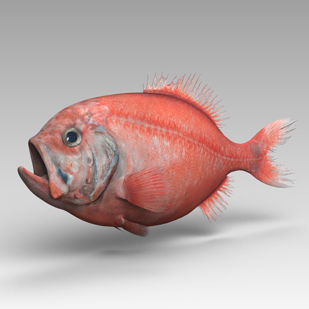 3d model of orange roughy