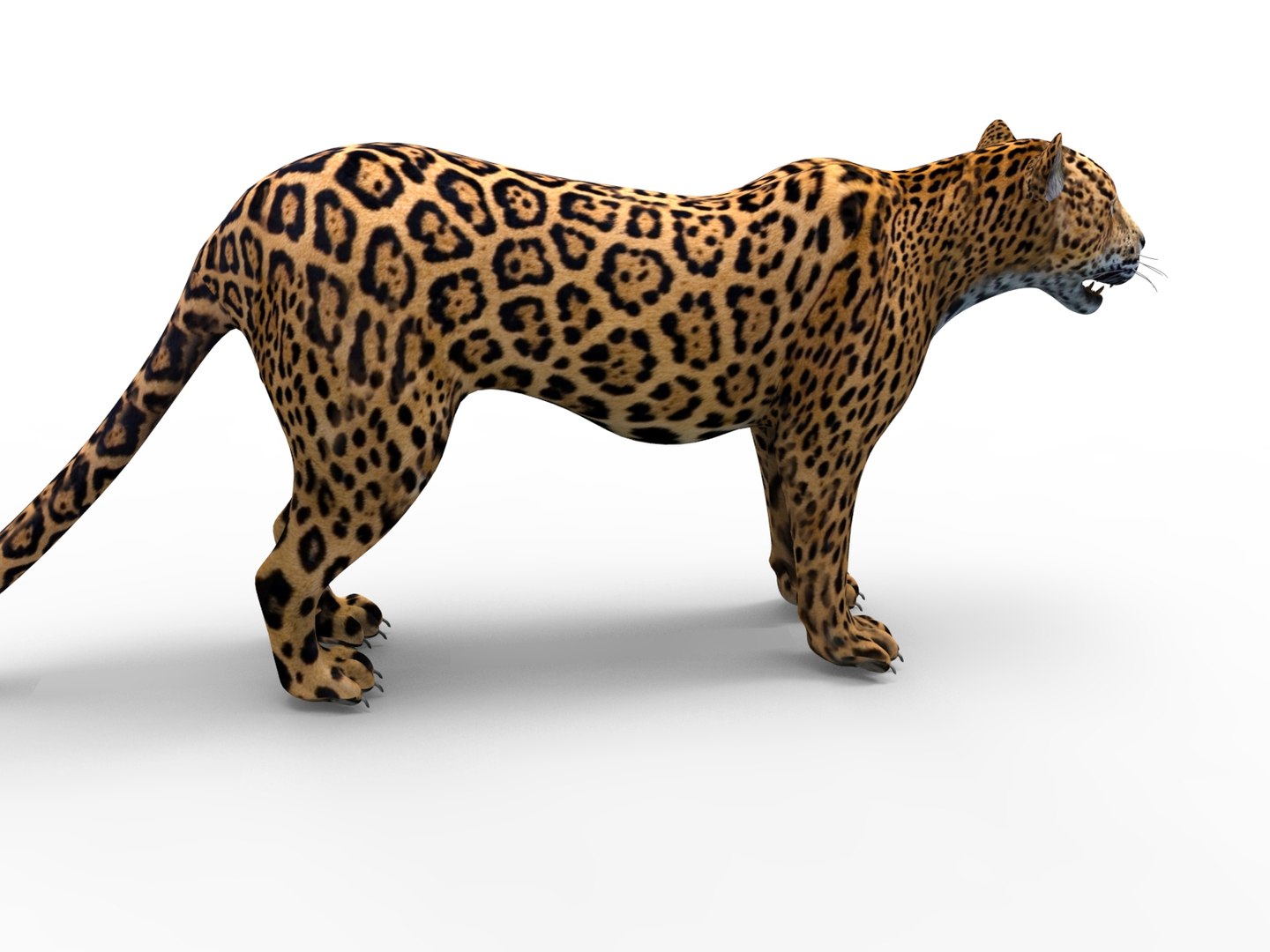 3D leopard ready - TurboSquid 1284438