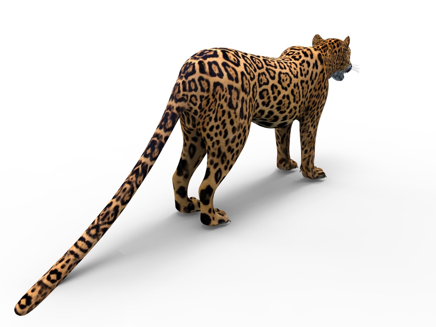 3D leopard ready - TurboSquid 1284438