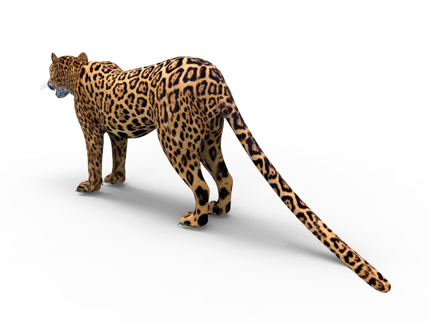 3D leopard ready - TurboSquid 1284438