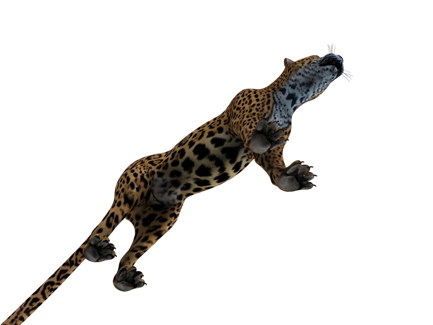 3D leopard ready - TurboSquid 1284438