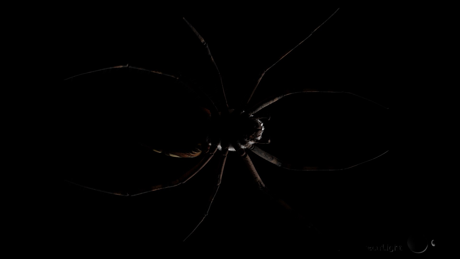3d Model Rigged Wasp Spider Turbosquid 2009889