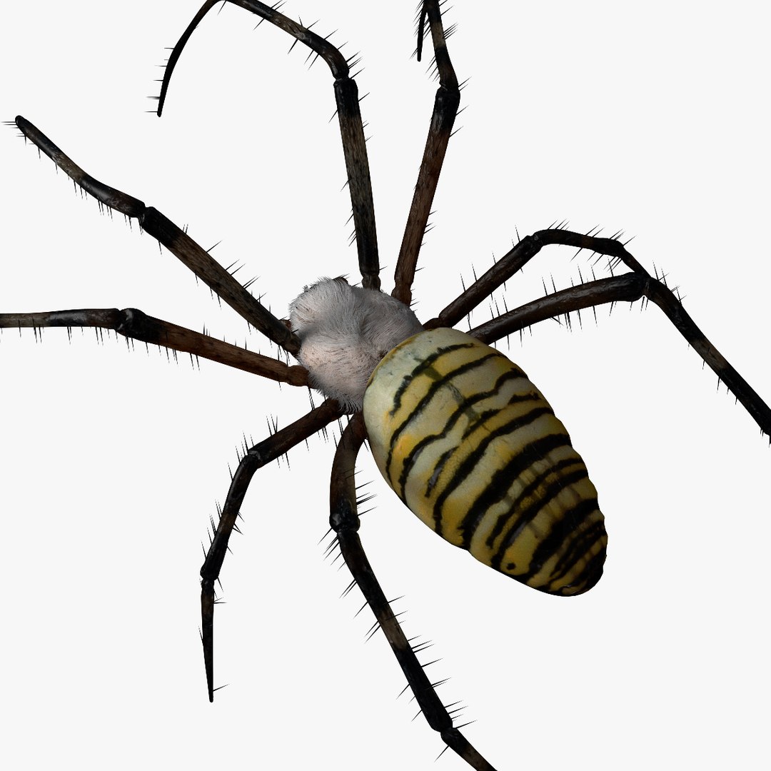3D model Rigged wasp spider - TurboSquid 2009889