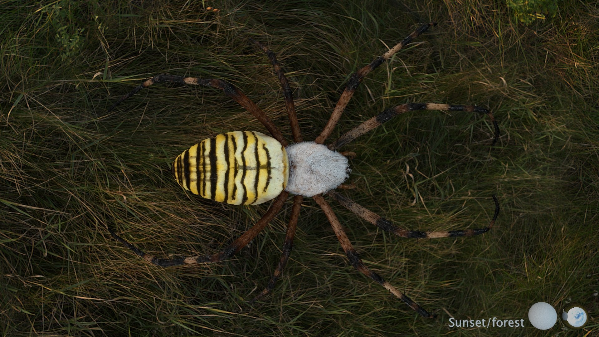 3D Model Rigged Wasp Spider - TurboSquid 2009889