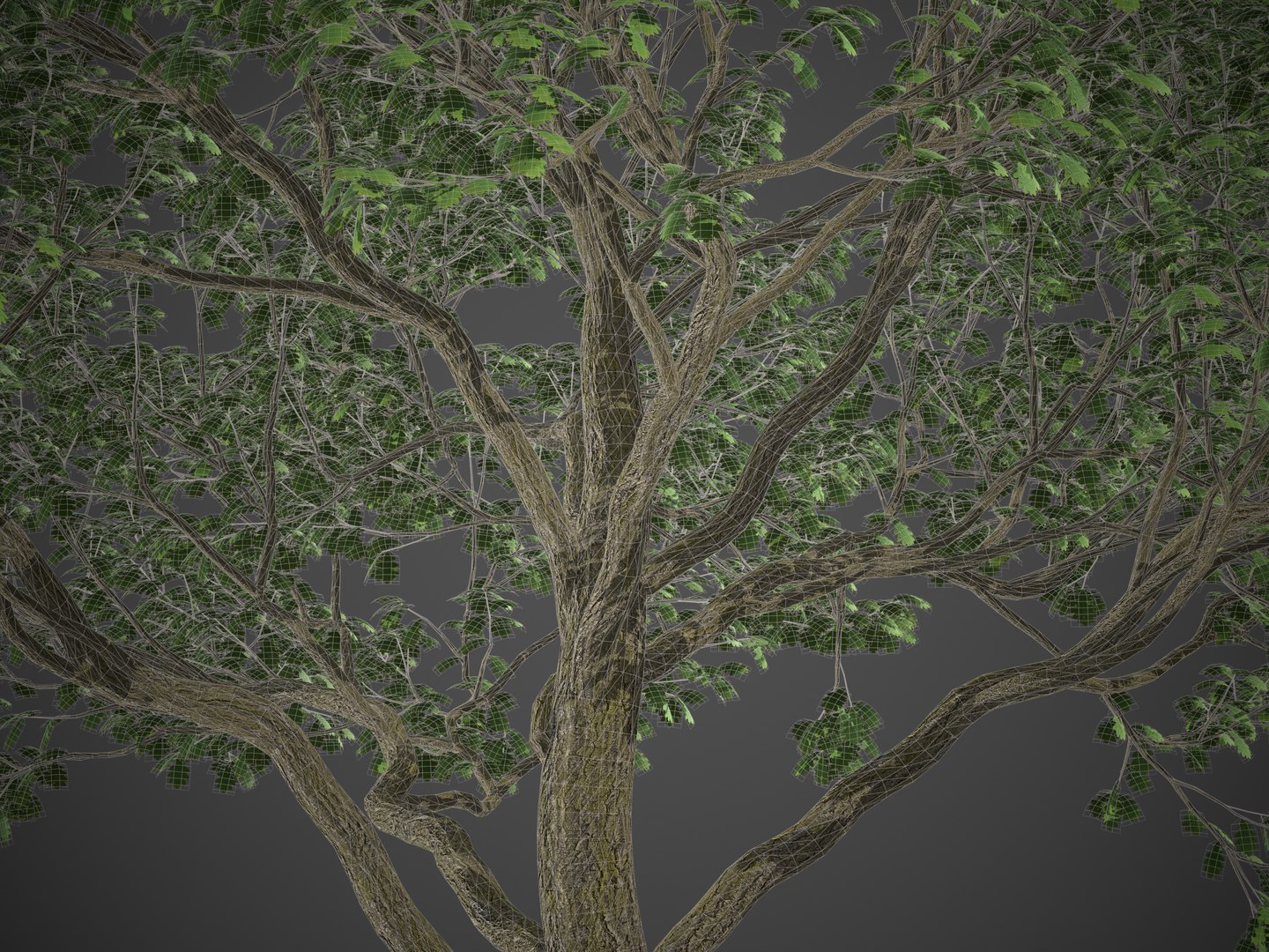 3D 2021 PBR English Oak Collection - Quercus Robur - TurboSquid 1763180