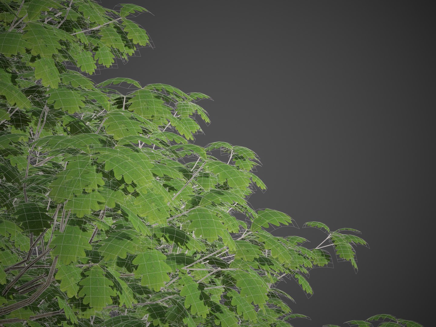 3D 2021 PBR English Oak Collection - Quercus Robur - TurboSquid 1763180