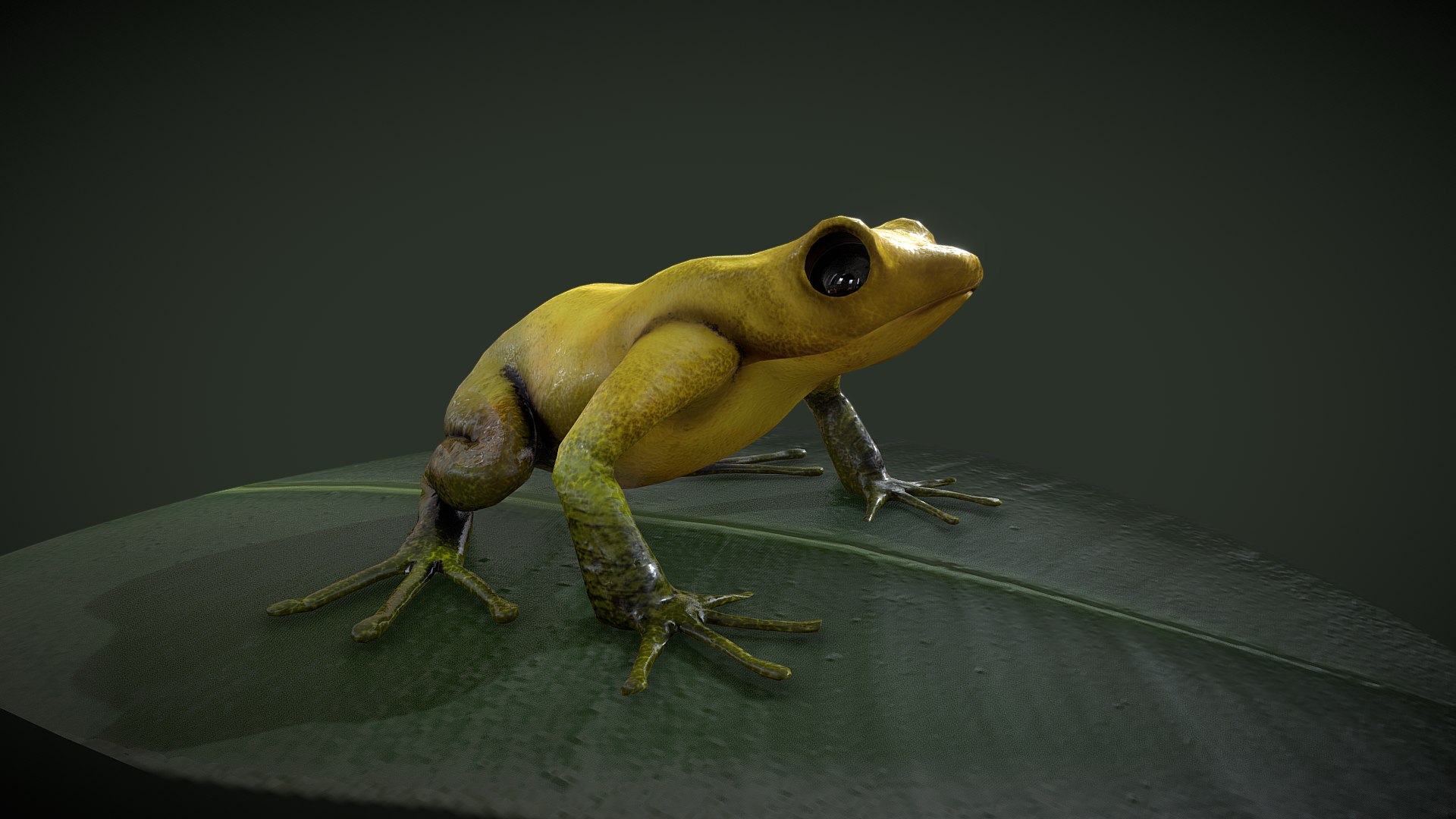 3D Golden Poison Frog - Low Poly Model - TurboSquid 1980148