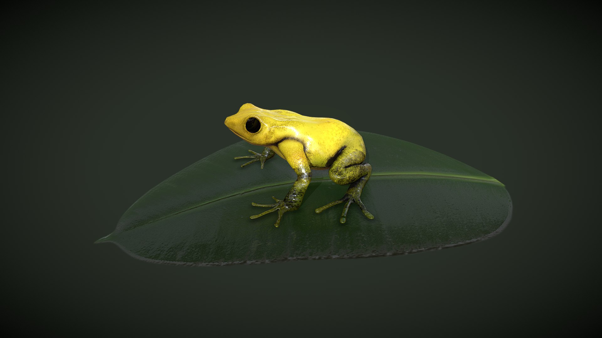 3D Golden Poison Frog - Low Poly Model - TurboSquid 1980148
