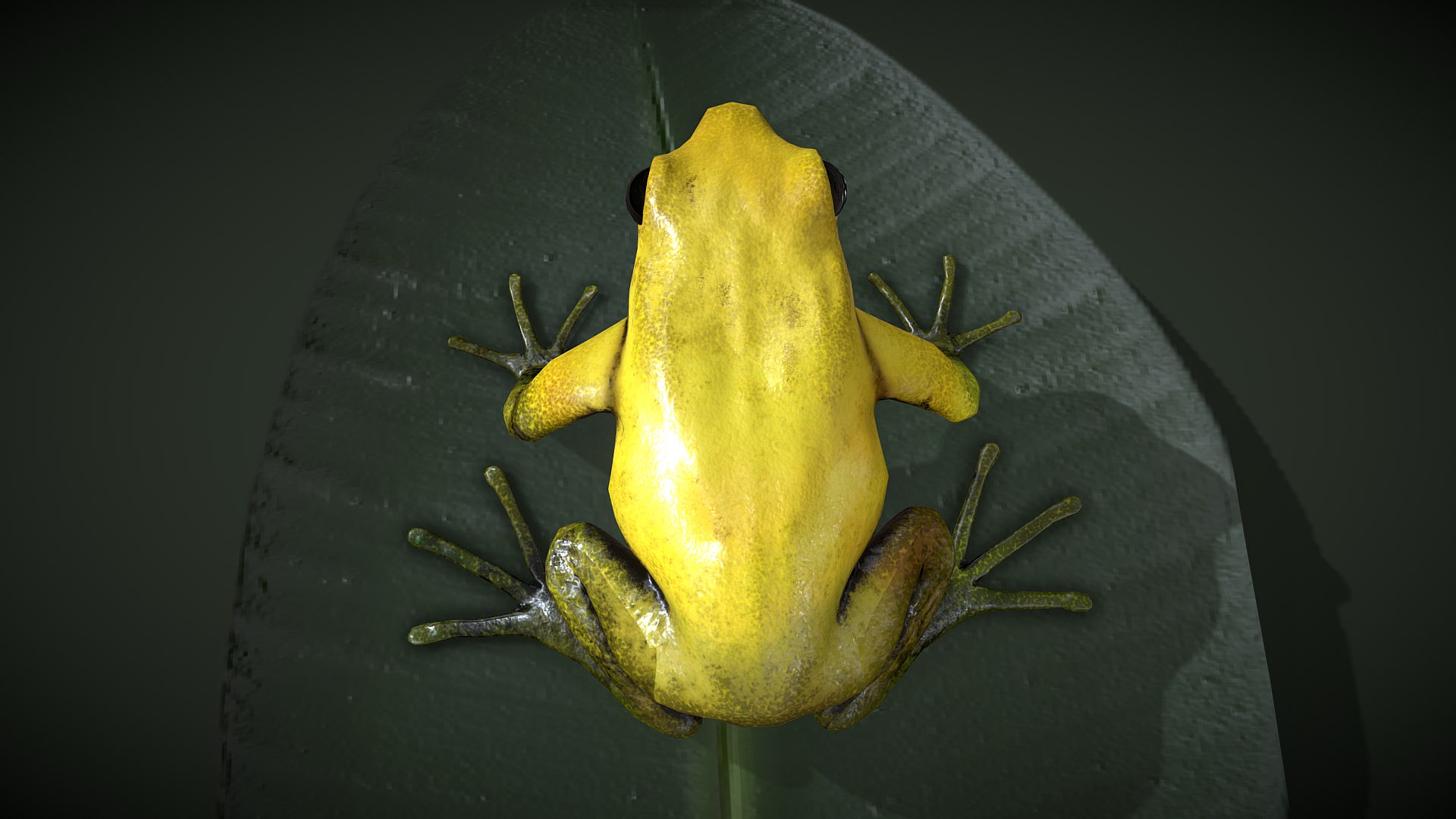 3D Golden Poison Frog - Low Poly Model - TurboSquid 1980148