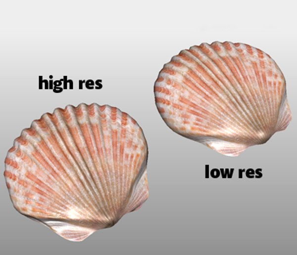 3D shell model - TurboSquid 1584490