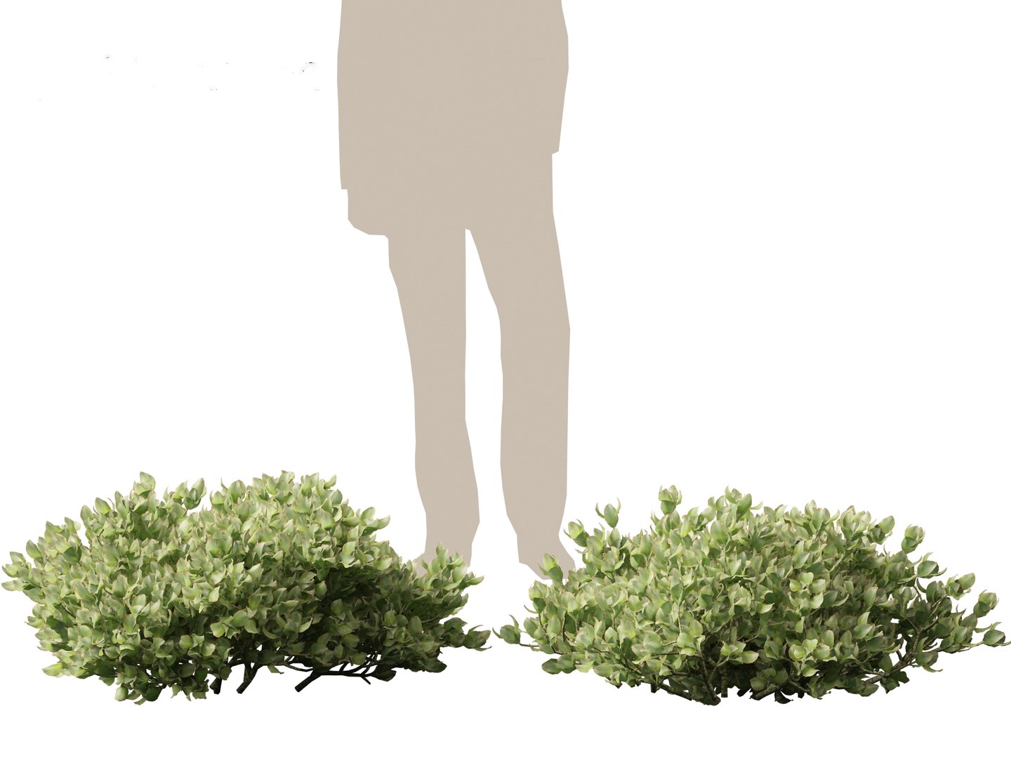 Crassula Arborescens - The Jade Plant Max Cook Model - TurboSquid 2293515