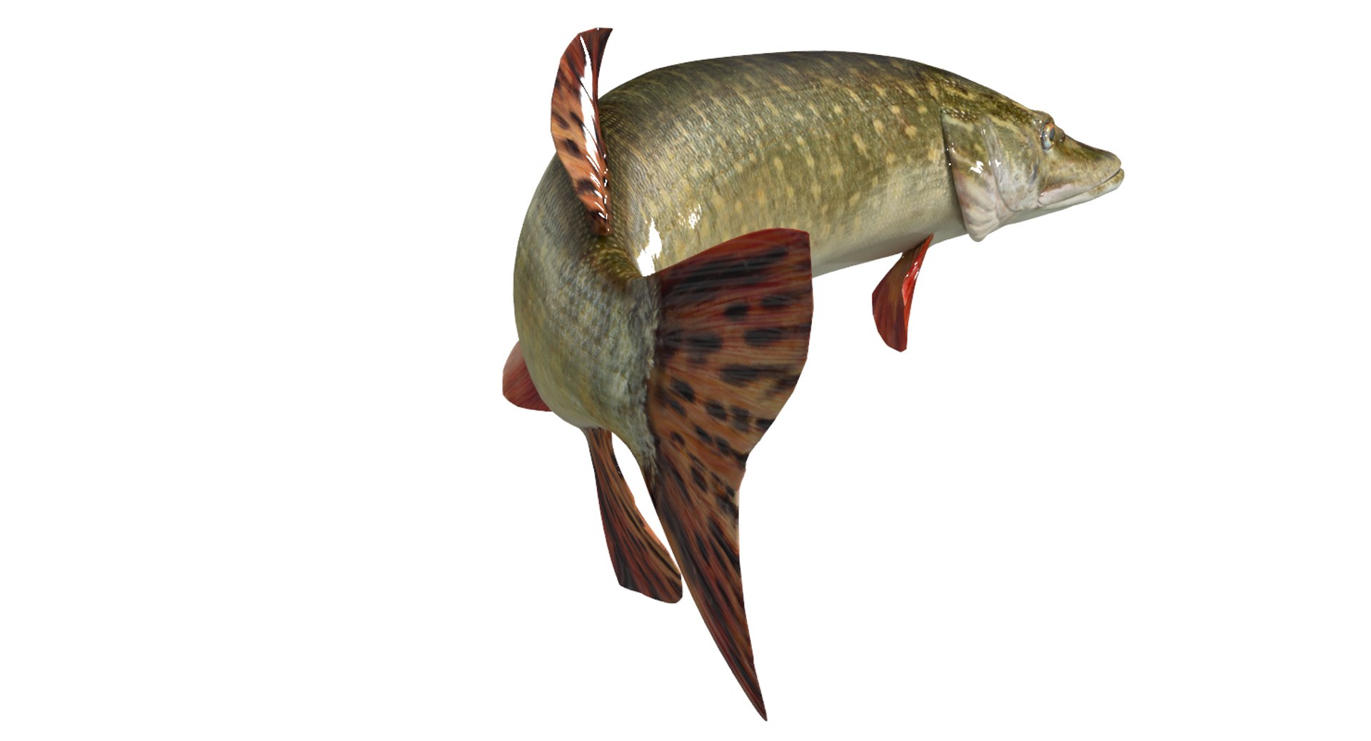 Pike Fish Animation 3d Model