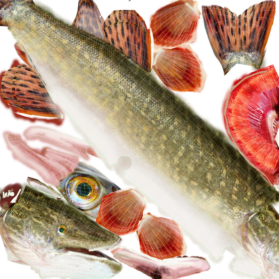 Pike Fish Animation 3d Model