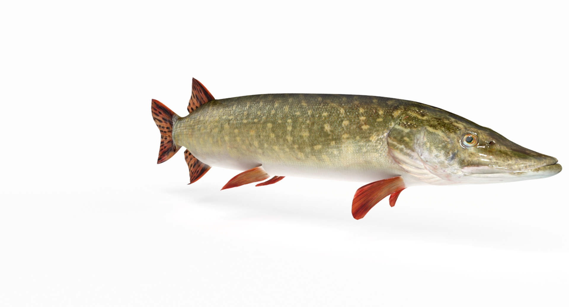 Pike Fish Animation 3d Model