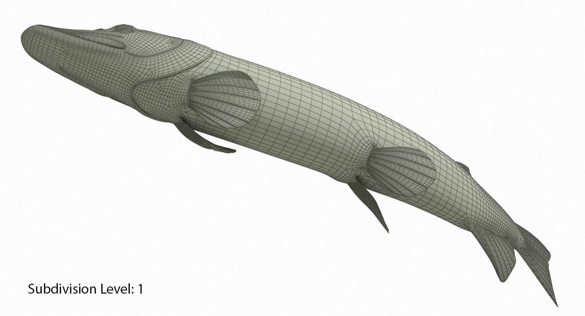 Pike Fish Animation 3d Model