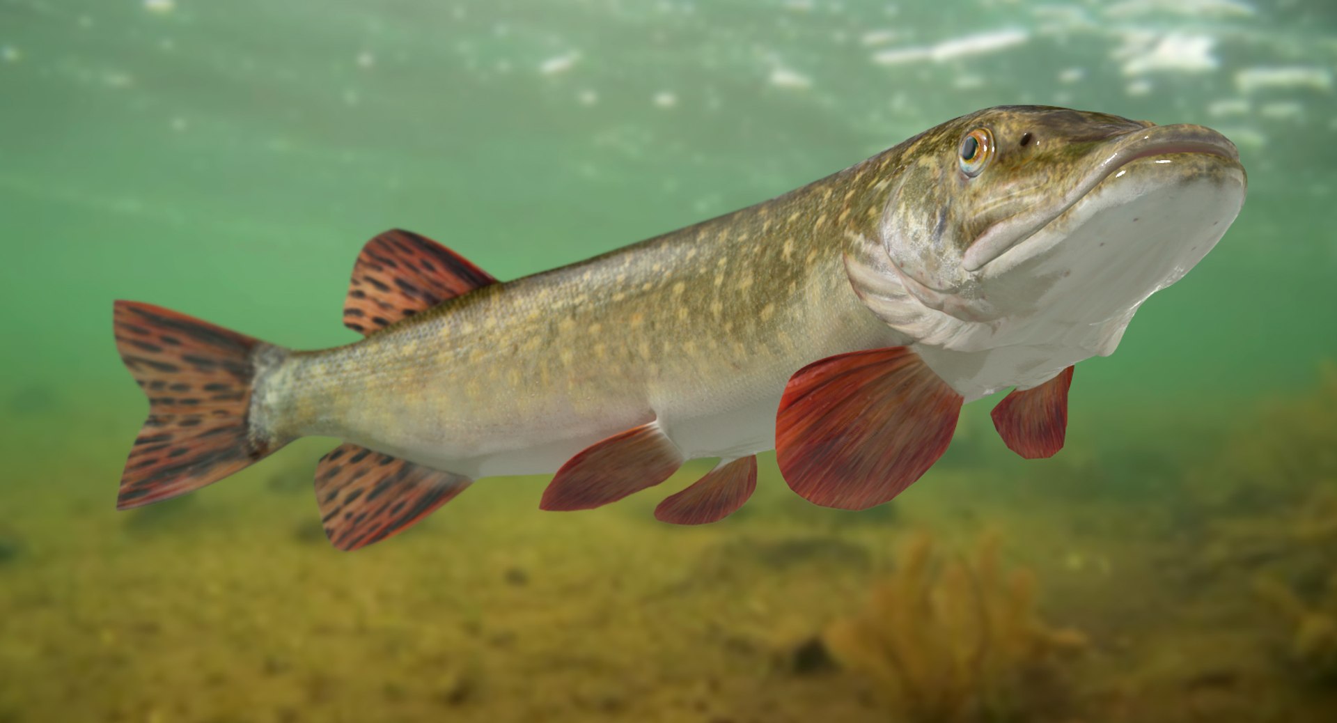 Pike Fish Animation 3d Model