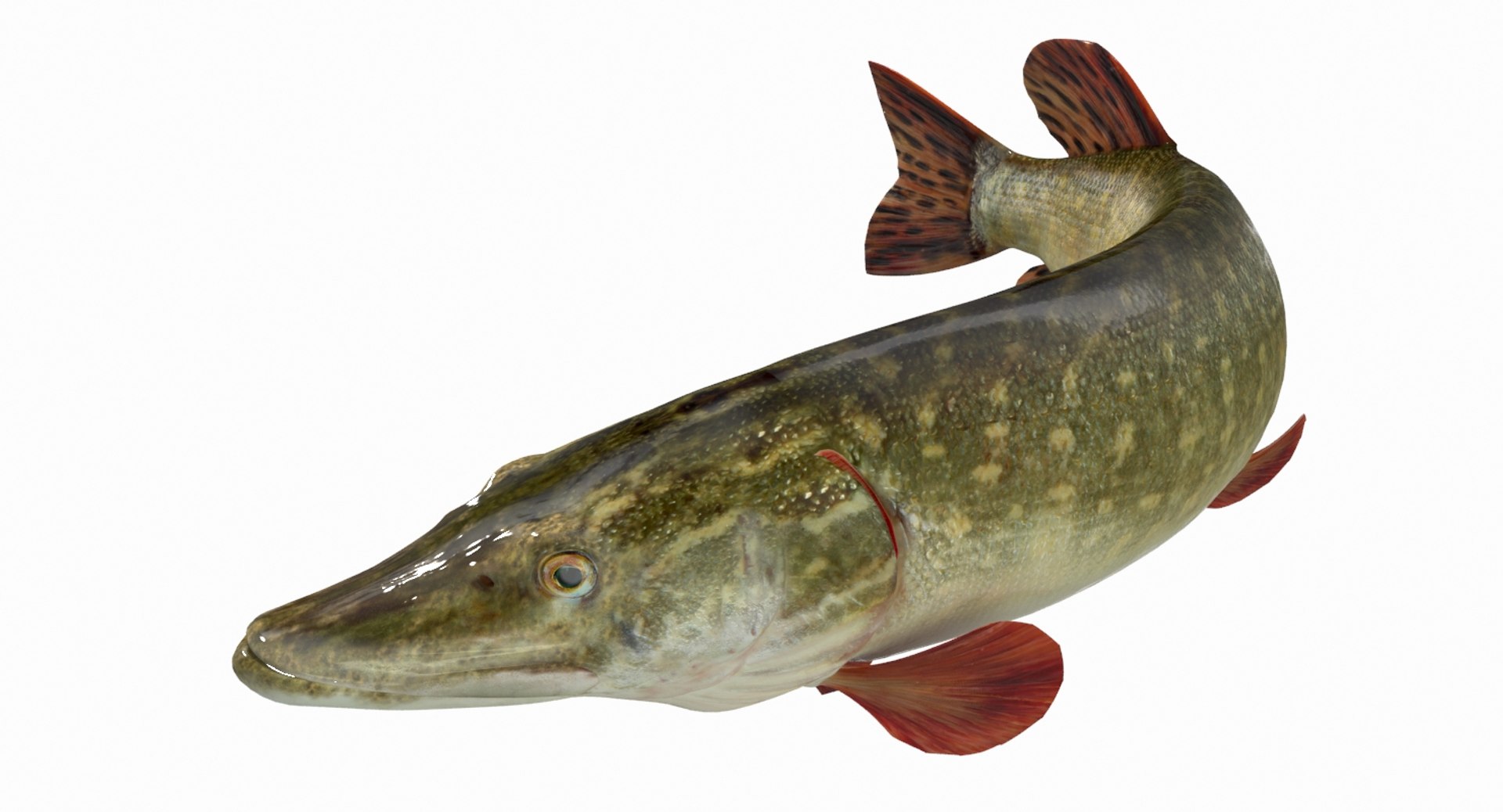 Pike Fish Animation 3d Model