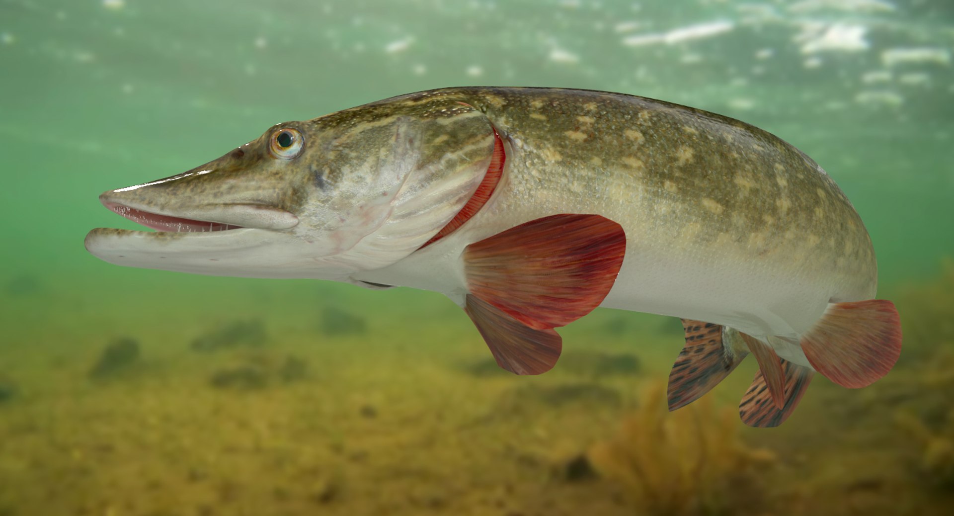 Pike Fish Animation 3d Model