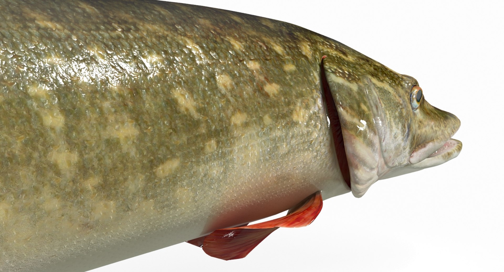 Pike Fish Animation 3d Model