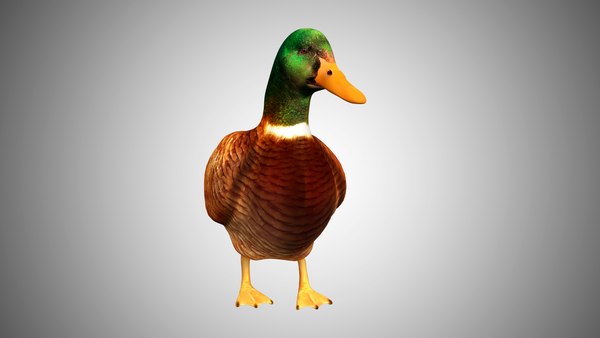 Mallard 2 Versions. 비행 및 앉아 조작 된 낮은 폴리 3D 모델 - TurboSquid 1618656