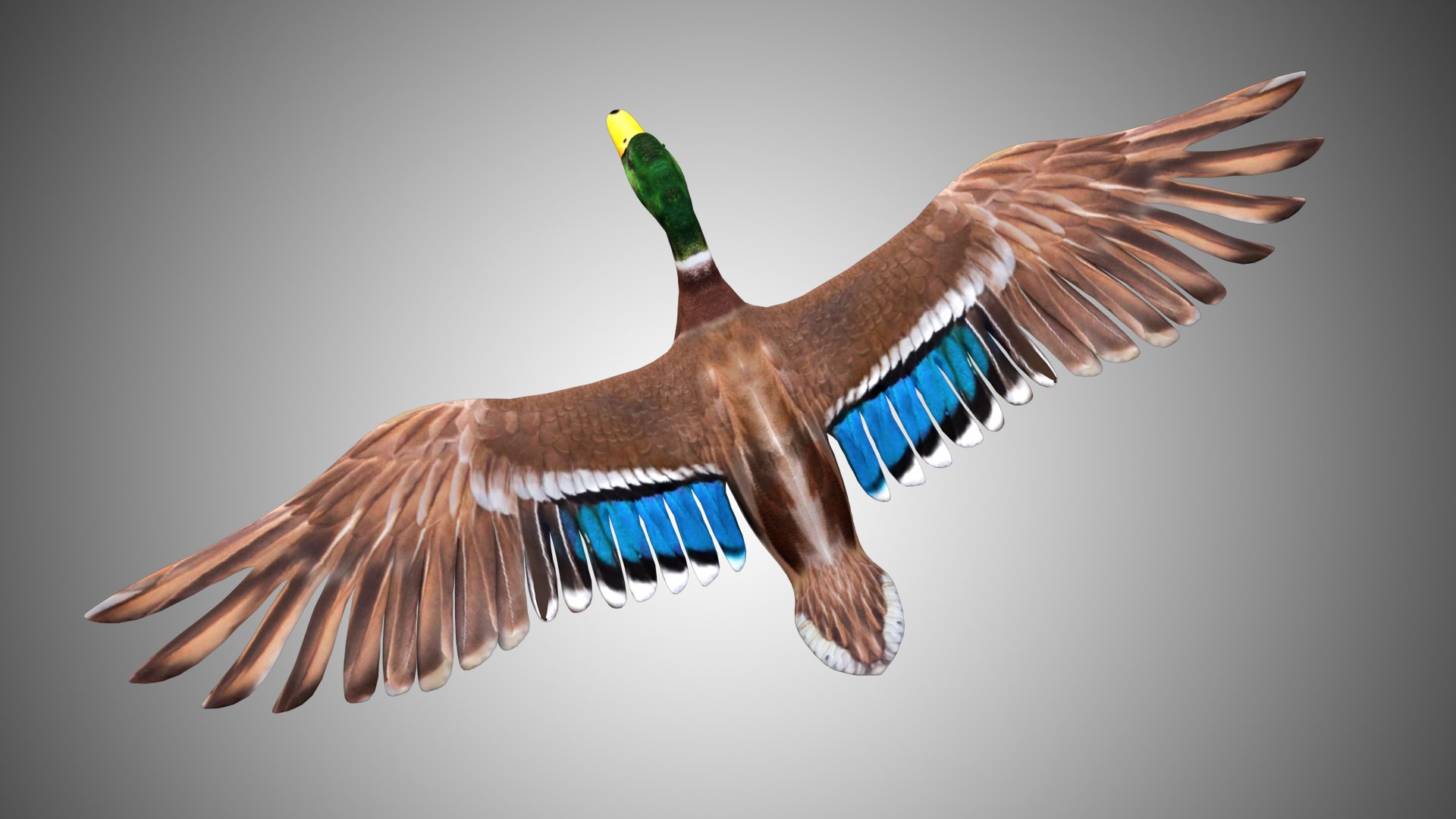 Mallard Rigged 3D Model - TurboSquid 1618656