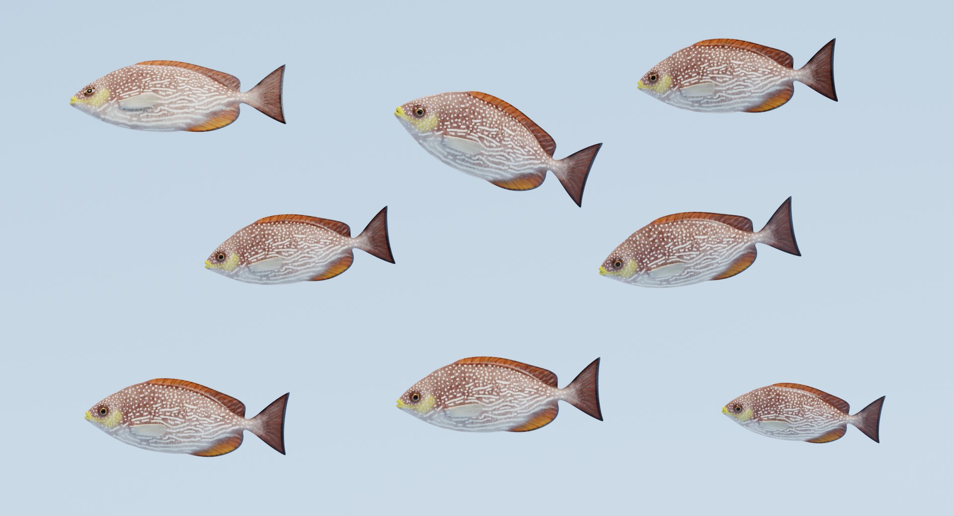 Java Rabbitfish 3D Model - TurboSquid 1246664