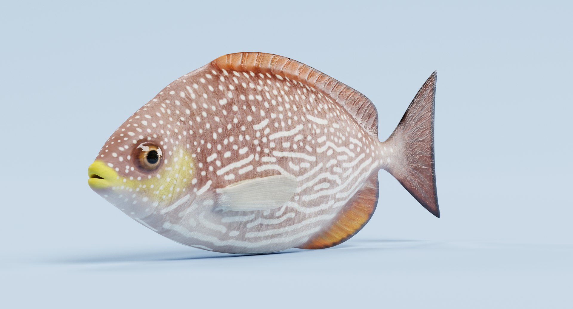 Java Rabbitfish 3D Model - TurboSquid 1246664